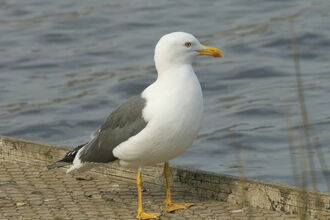 Herring gull | The Wildlife Trusts