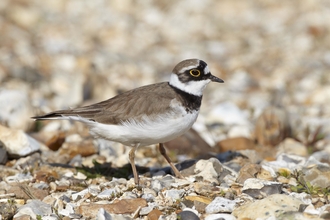 Ringed plover | The Wildlife Trusts