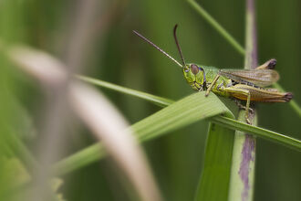 Common field grasshopper | The Wildlife Trusts