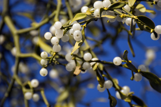 Mistle thrush | The Wildlife Trusts