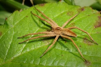 False widow spider | The Wildlife Trusts