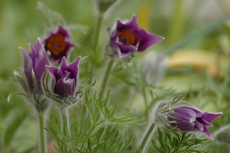 Pasque flowers | The Wildlife Trusts