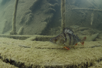 Freshwater fish | The Wildlife Trusts