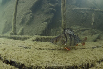 Freshwater fish | The Wildlife Trusts