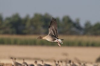 Greylag goose | The Wildlife Trusts