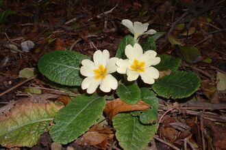 Herb-paris | The Wildlife Trusts