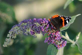 Red admiral | The Wildlife Trusts