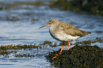 Wading birds | The Wildlife Trusts