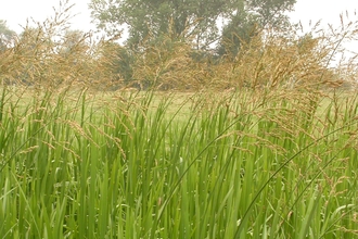 Perennial rye-grass | The Wildlife Trusts