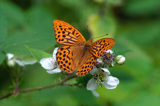 Pearl-bordered fritillary | The Wildlife Trusts