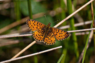 Pearl-bordered fritillary | The Wildlife Trusts