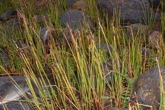 Grasses, sedges and rushes | The Wildlife Trusts