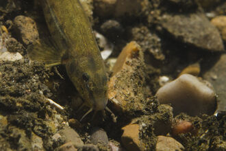 Gudgeon | The Wildlife Trusts