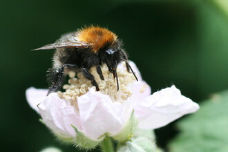Buff-tailed bumblebee | The Wildlife Trusts