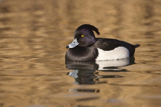 How to identify dabbling ducks | The Wildlife Trusts