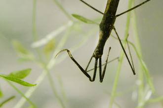 Water scorpion | The Wildlife Trusts