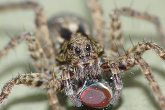 Cucumber spider | The Wildlife Trusts