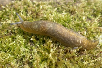 Slugs, snails and freshwater mussels | The Wildlife Trusts