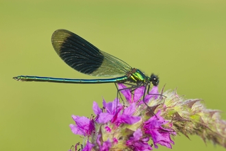Invertebrates | The Wildlife Trusts