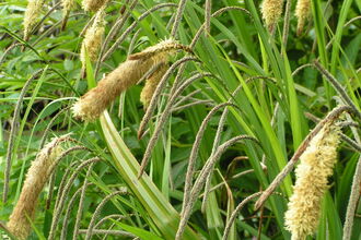Grasses, sedges and rushes | The Wildlife Trusts