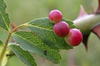Galls | The Wildlife Trusts