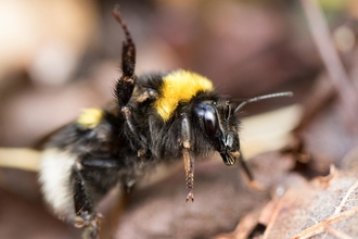 Heath bumblebee | The Wildlife Trusts