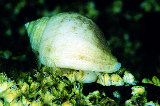 Whelk | The Wildlife Trusts