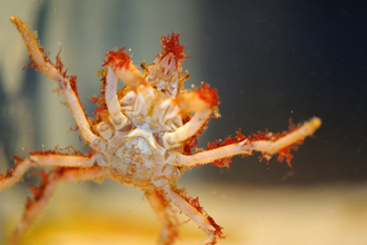 Spiny spider crab | The Wildlife Trusts