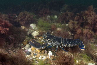 Spiny lobster | The Wildlife Trusts