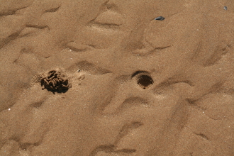 Worms | The Wildlife Trusts