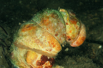 Common limpet | The Wildlife Trusts