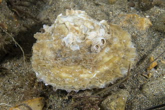Slipper limpet | The Wildlife Trusts
