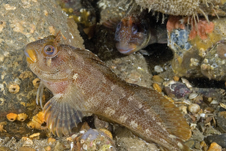 Montagu's blenny | The Wildlife Trusts