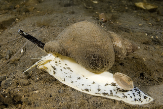 Dog whelk | The Wildlife Trusts