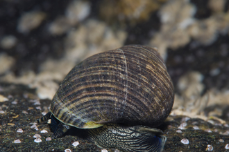 Flat periwinkle | The Wildlife Trusts