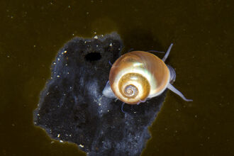 Sea snails and sea slugs | The Wildlife Trusts
