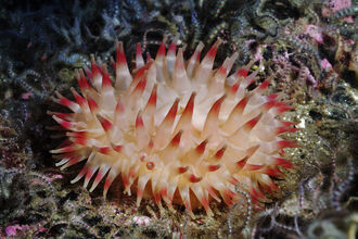 Ragworm | The Wildlife Trusts