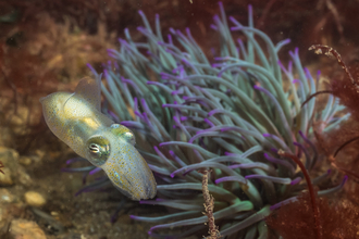 Common cuttlefish | The Wildlife Trusts