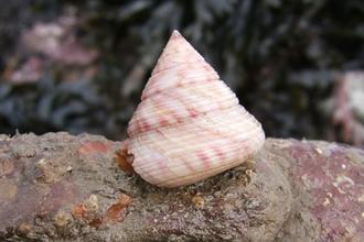 Thick topshell | The Wildlife Trusts