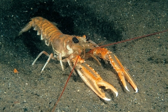 Common prawn | The Wildlife Trusts