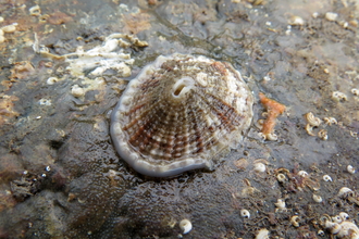 Common limpet | The Wildlife Trusts