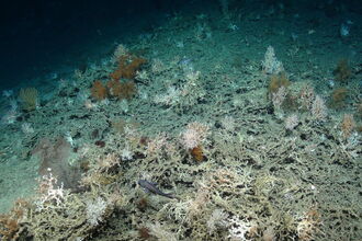 Marine | The Wildlife Trusts