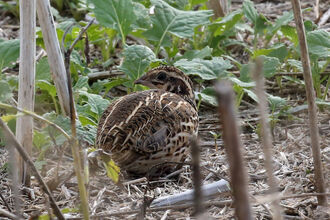 Grouse, partridges, pheasant and quail | The Wildlife Trusts