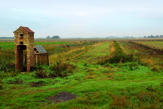 Wren | The Wildlife Trusts