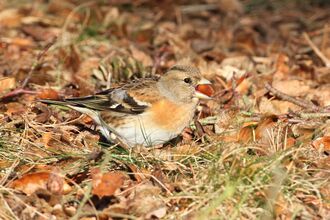 Finches and buntings | The Wildlife Trusts