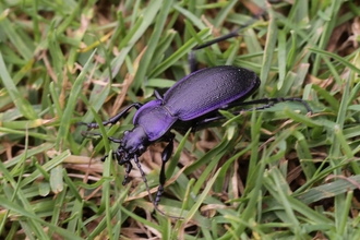 Violet click beetle | The Wildlife Trusts