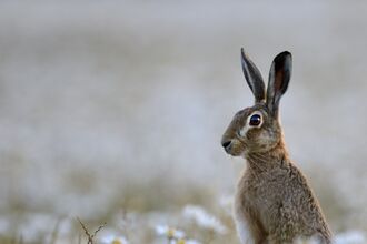 Local Wildlife Sites - local in name only | The Wildlife Trusts