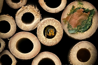 Bee wolf | The Wildlife Trusts