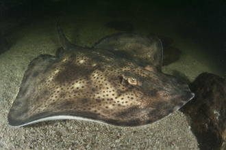 Cuckoo ray | The Wildlife Trusts