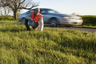 Managing road verges for wildlife | The Wildlife Trusts